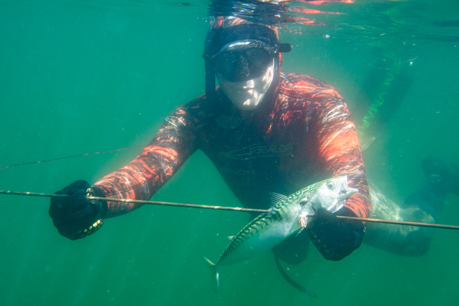 Harpunfiskeri - hvad siger loven? Regler og lovgivning.